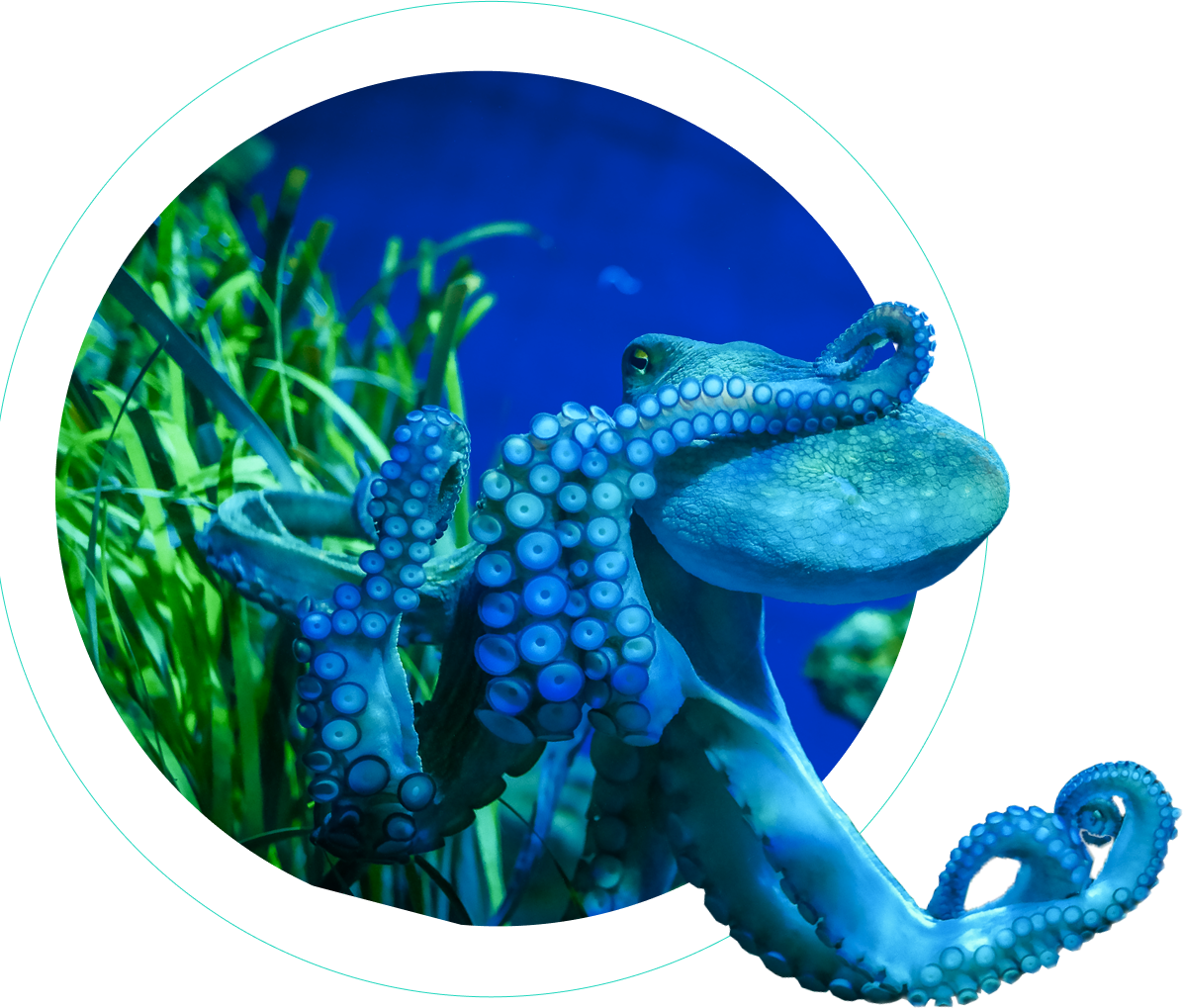 Mall of Oman, Aquarium - ELSS Group Ltd